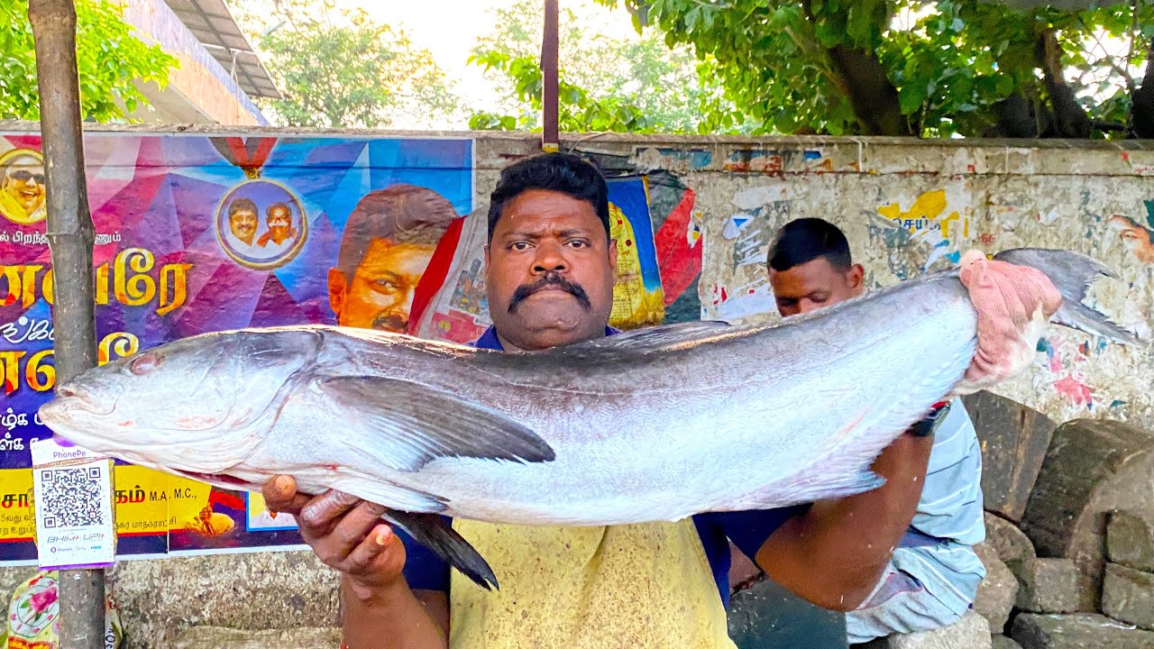 KASIMEDU SPEED SELVAM KADAL VIRAL FISH 🐠 CUTTING 🔥🔥MSFISHCUTTINGZ # ...