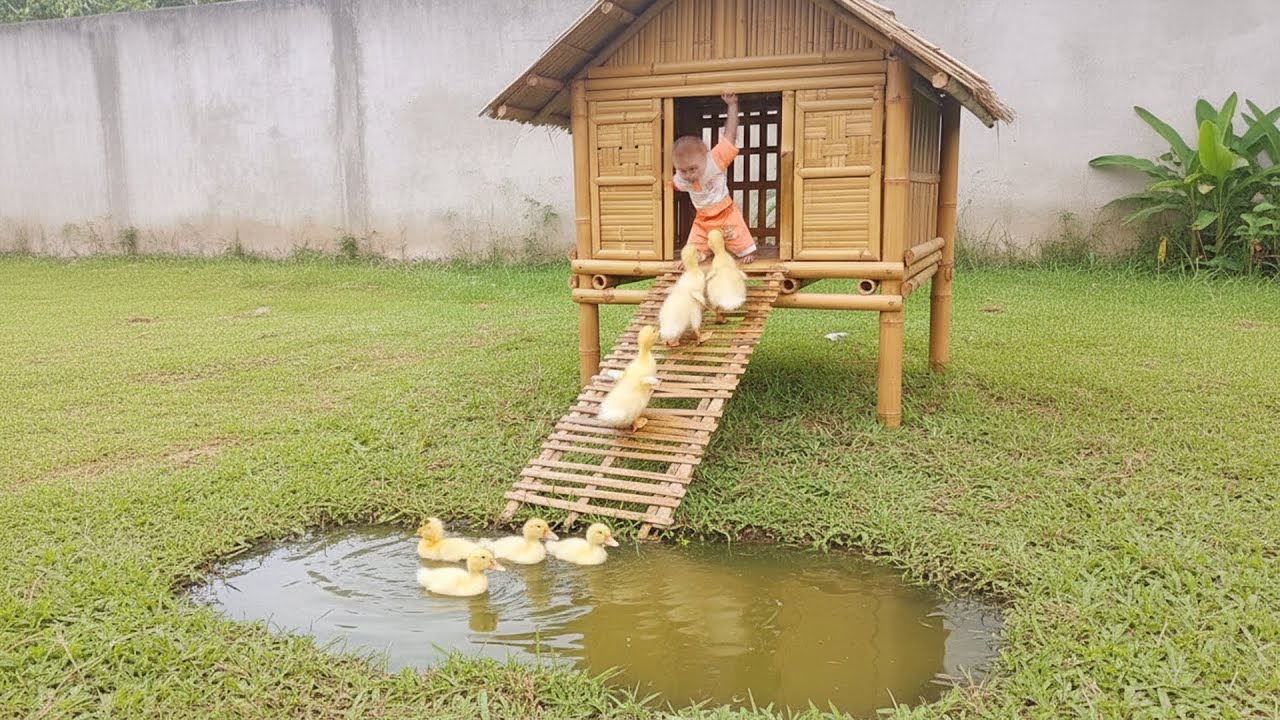 Make a home for lost ducklings - Bon Monkey is always with Dad while ...