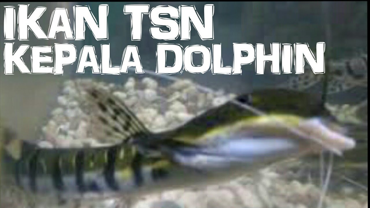 IKAN TIGER SHOVELNOSE CATFISH (TSN) KEPALA DOLPIN - YouTube