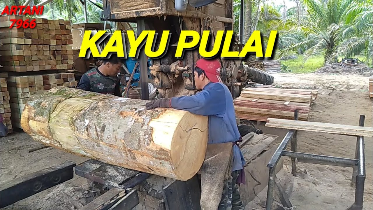 KAYU PULAI RINGAN DAN LEMBUT MUDAH SEKALI dI PROSES SEMAK TERUS YA ...