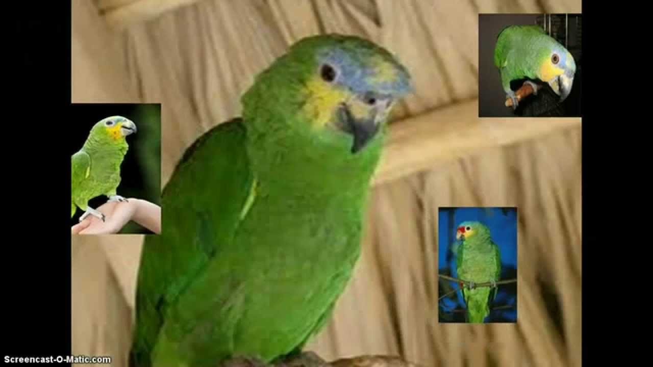 Tipos de loros ♥ - YouTube