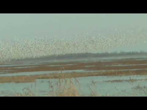 Snow geese at Goose Pond in Linton Indiana pretty cool - YouTube