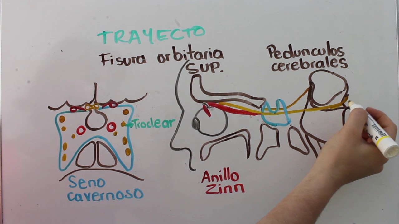 Función Del Nervio Troclear