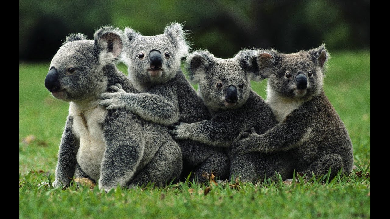 La java des koalas (chanson) - YouTube