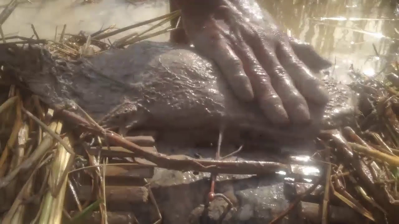 Amazing Quick Frog Traps 2016 - Best Frog Traps (That Works 100%) - YouTube