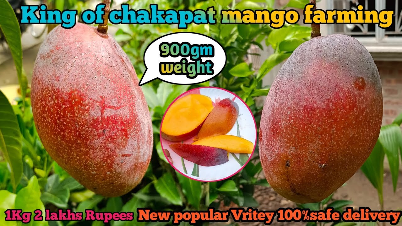 King of chakapat mango plant farming and full information and details ...