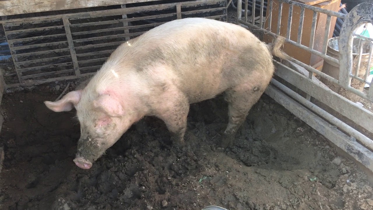 sonidos en cerdos - YouTube