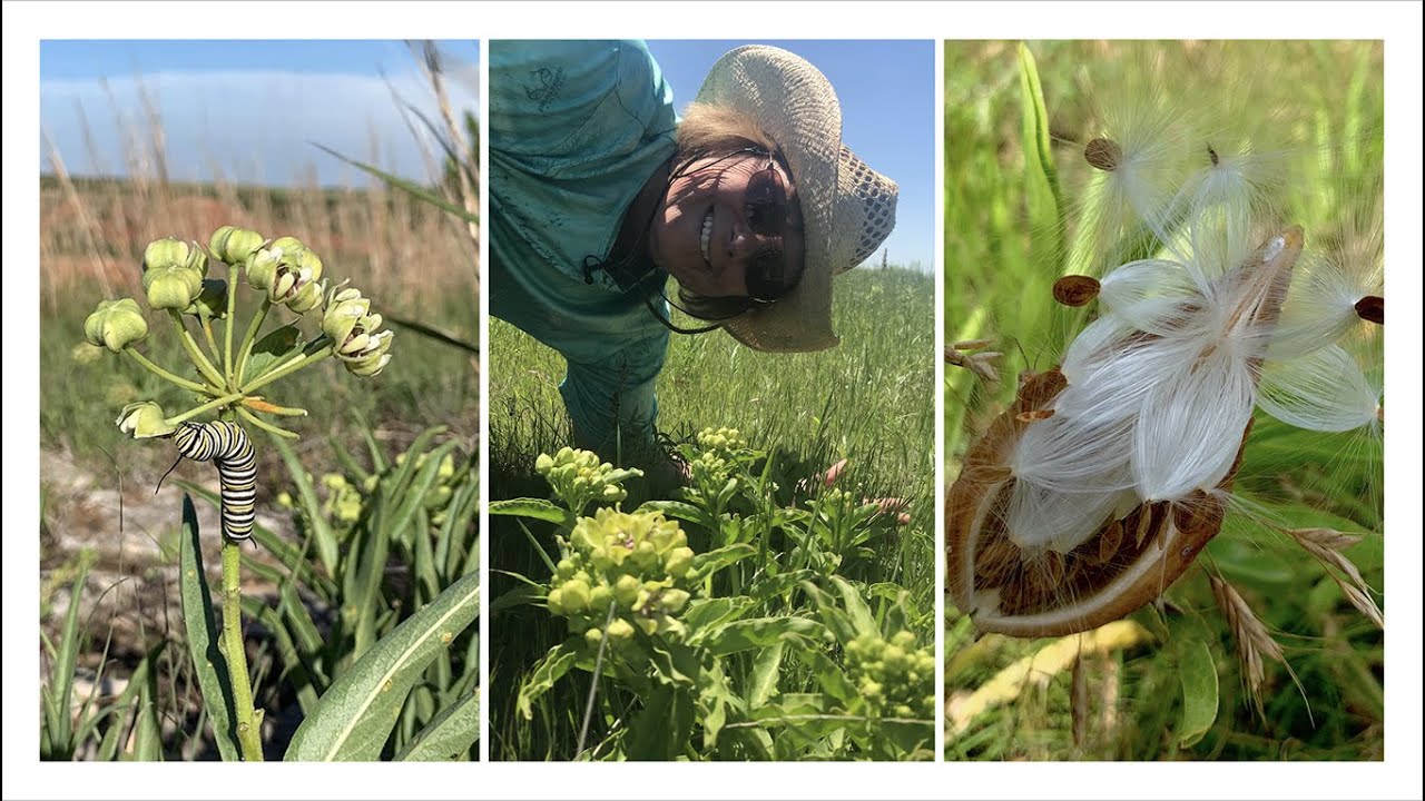 Helping Monarchs on Oklahoma Rangelands with Katie Blunk - YouTube