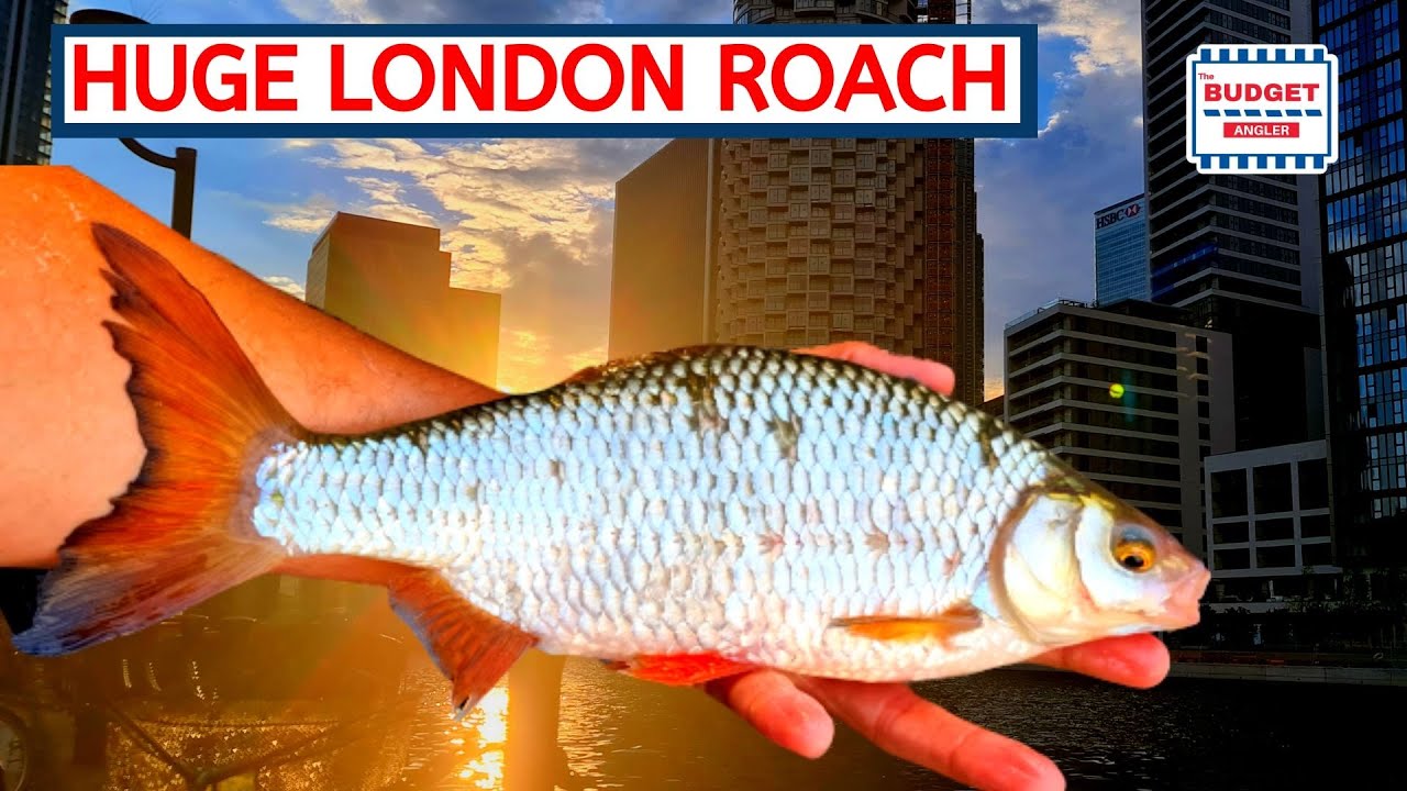 Roach Fishing in London - Big Fish from the Docks - YouTube