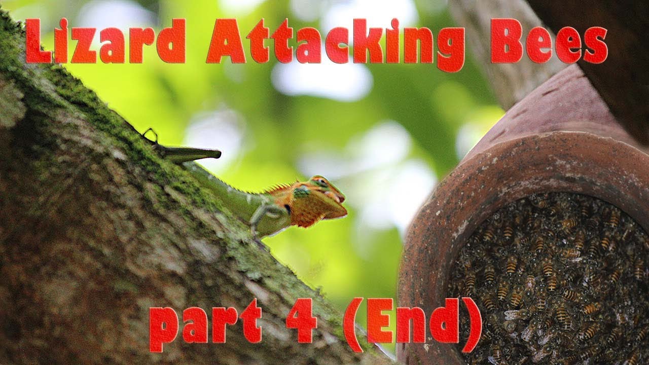 Lizard Attacking Bees part 4 - YouTube