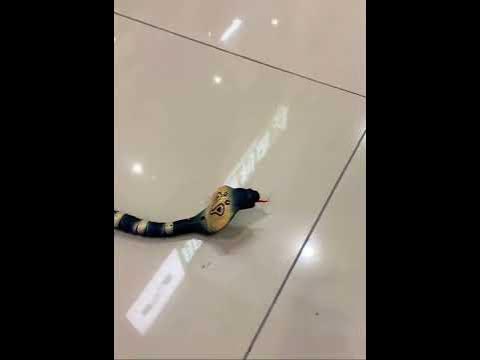 Rc snake | new remote control - YouTube