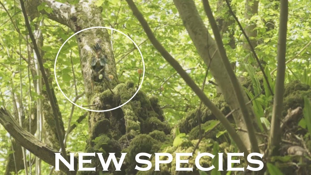 A new Faery species? - YouTube