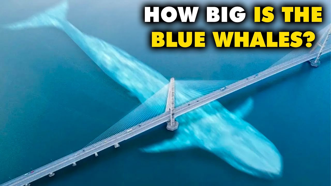 Interesting Facts Behind The Blue Whales Massive Size | True Facts ...