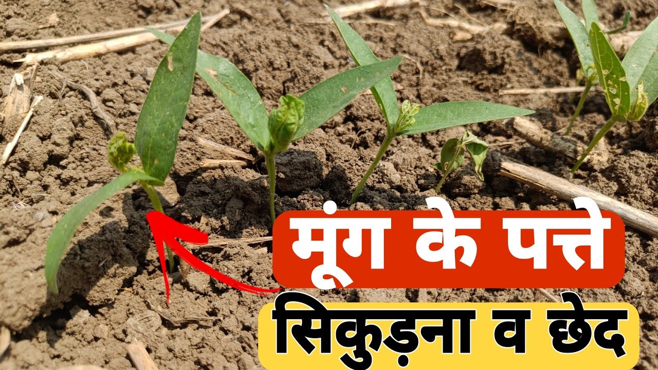 मूंग की पतियों में छेद व सिकुड़न की रोकथाम। Moong Insect Control # ...