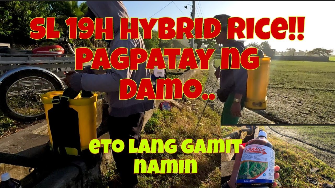 SL 19H rice Variety | Aplication ng herbicide | Ilang araw after sabog ...