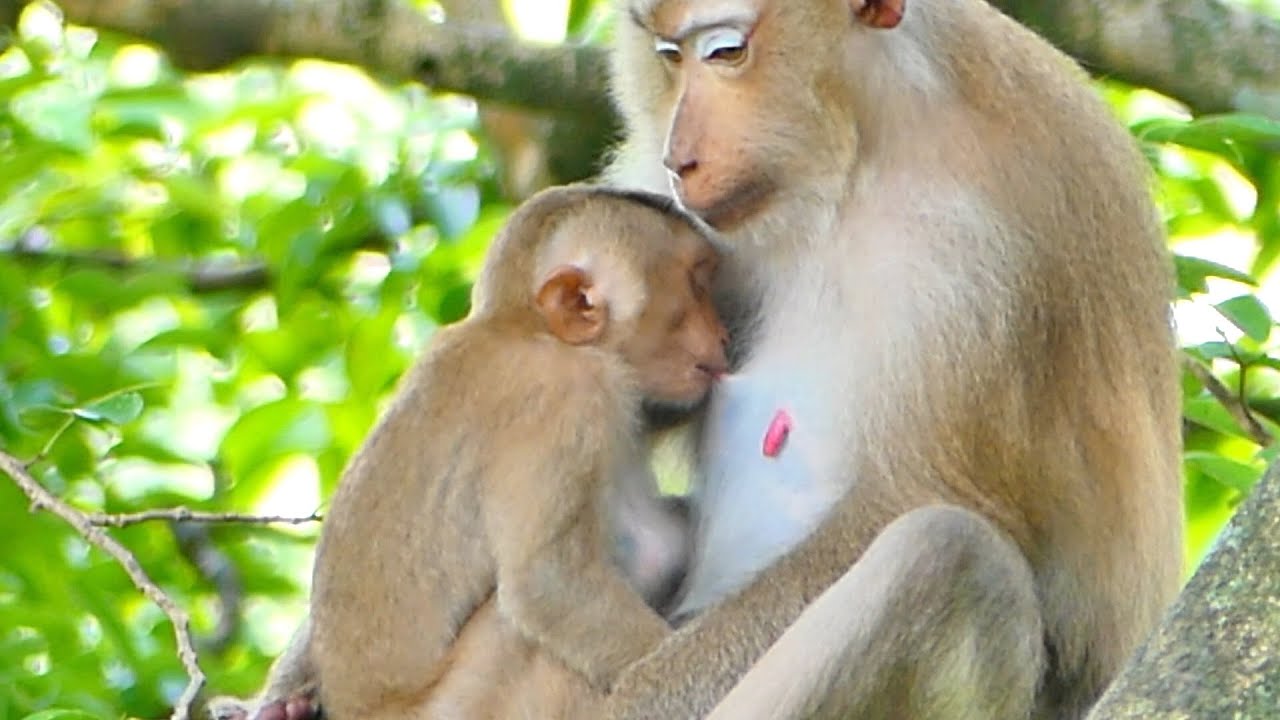 Little Monkey ROCKSTAR feel fresh Mama Monkey ROZY give milk him so ...