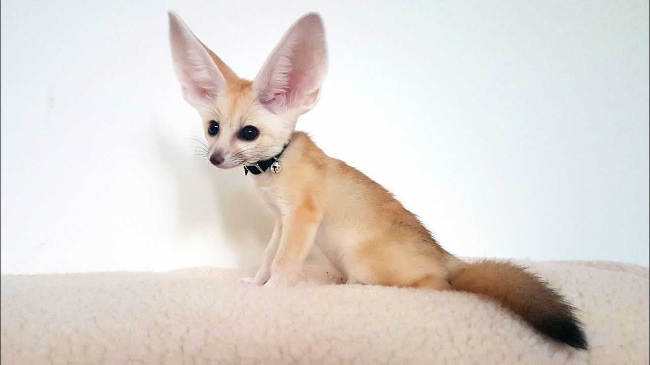 Training a Baby Fennec Fox Fetch and Sit - YouTube