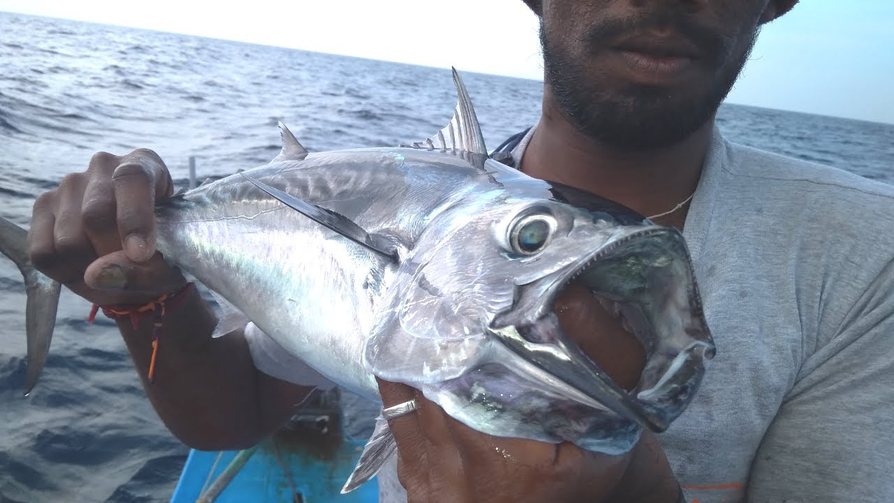 TUNA FISH CATCHING VIDEO AT DEEP SEA - YouTube