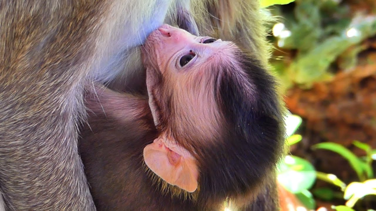 Yummy milk...! Tiny newborn baby monkey p/ulls milk tightly with sweet ...