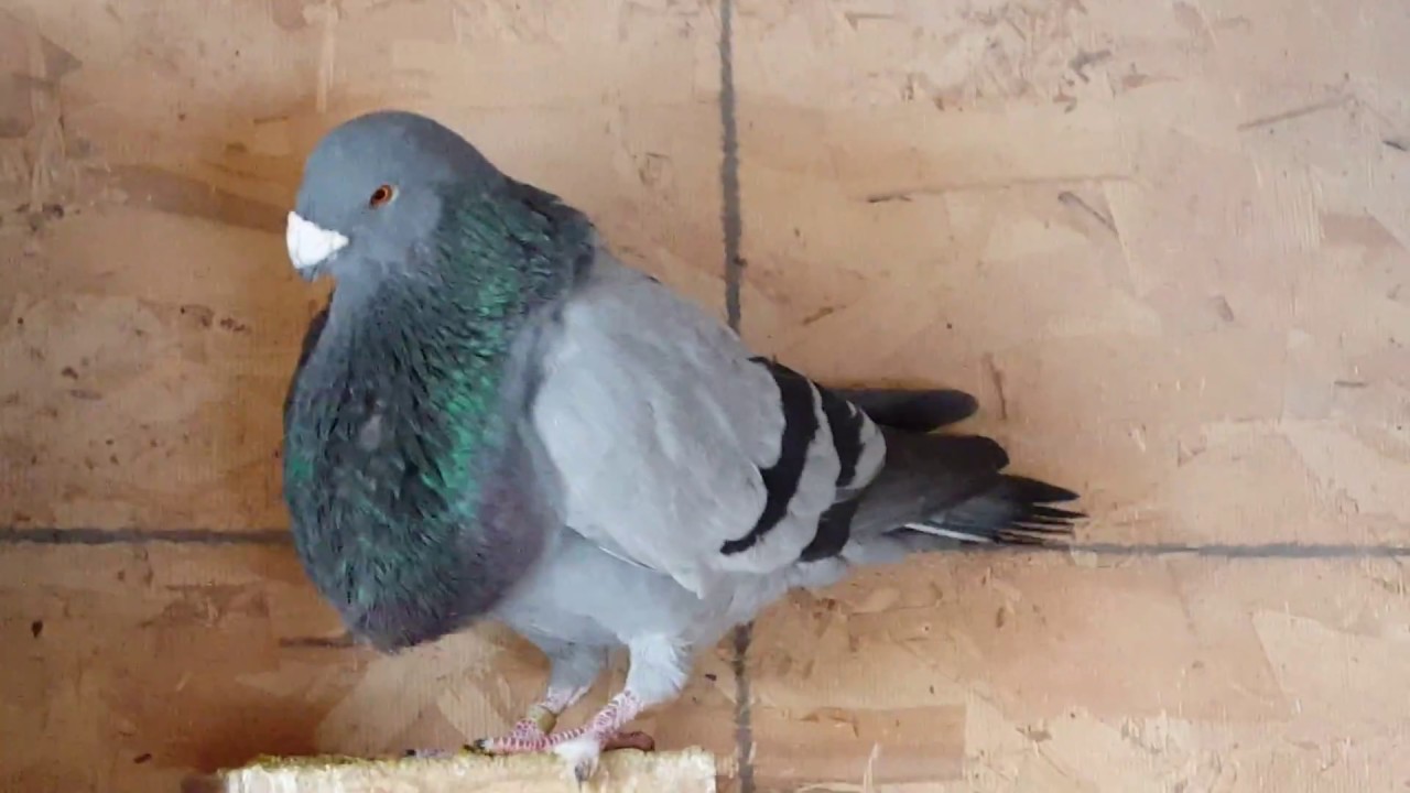 Favorite Spanish Pouter Buchon Jiennense Pigeon - YouTube