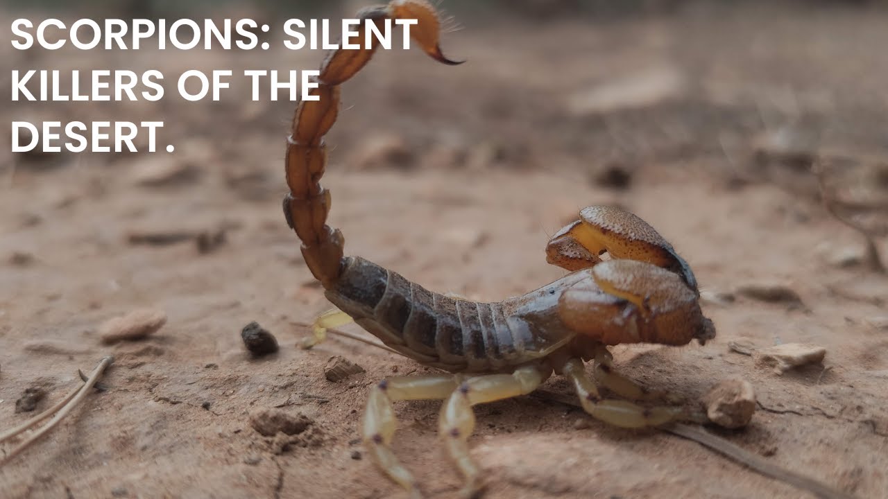 Scorpions: Silent Killers of the Desert. - YouTube