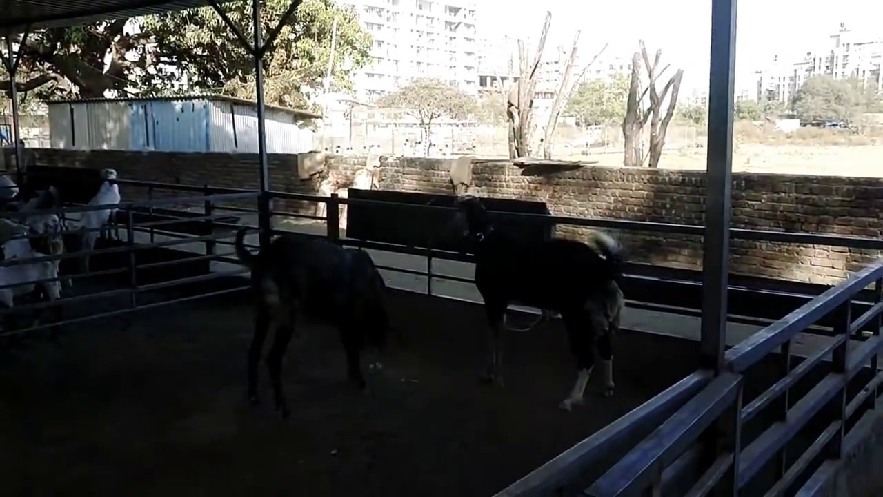 Arbab goat farm AGF godhbander road Thane - YouTube