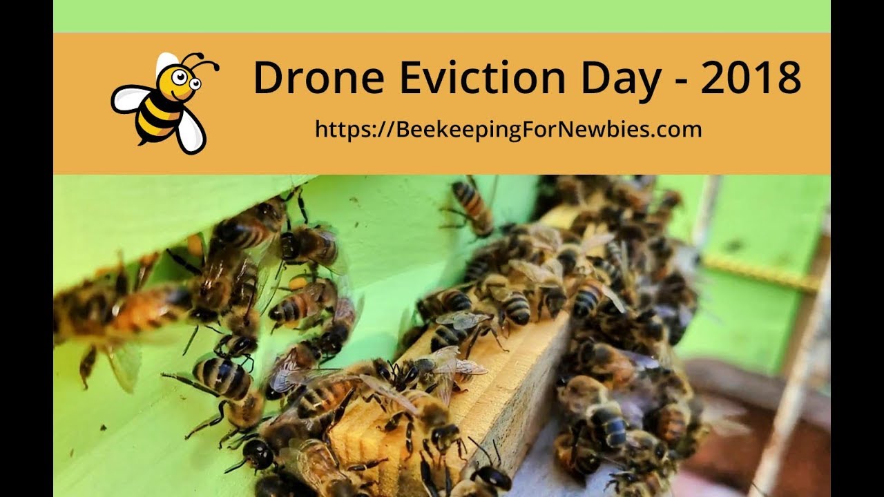 Drone Eviction Day - YouTube
