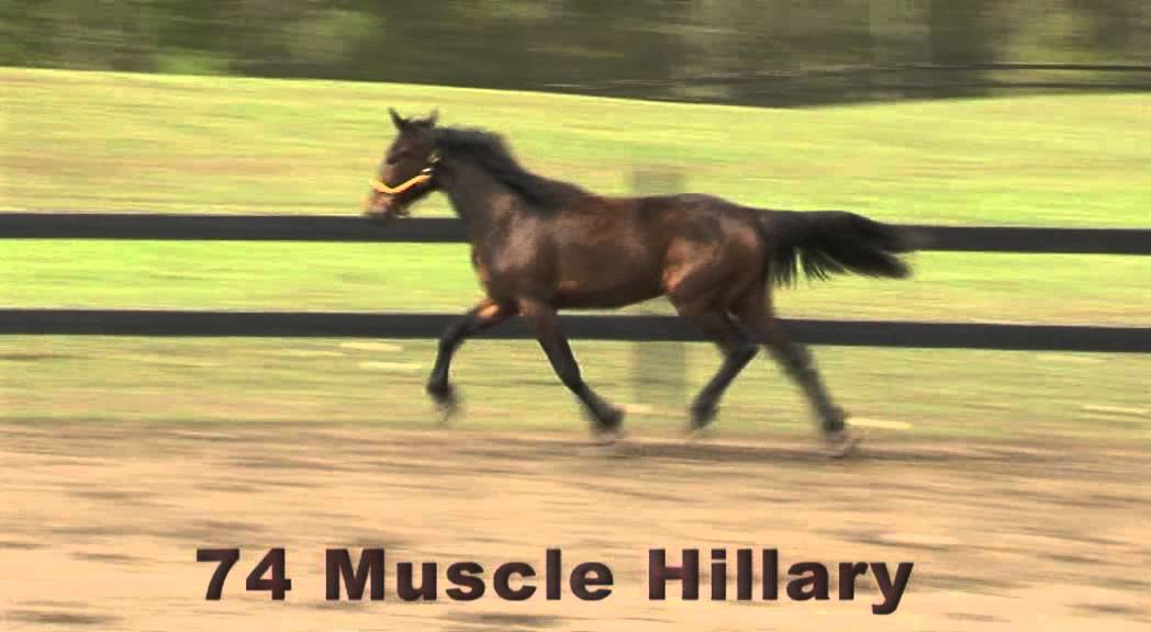 74 Muscle Hillary - YouTube
