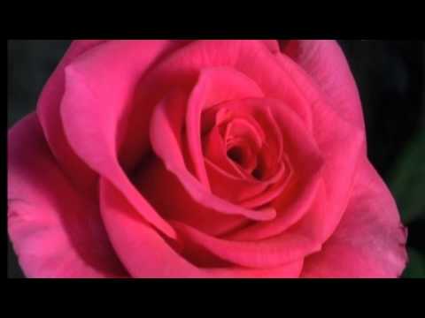 flower red rose blooming