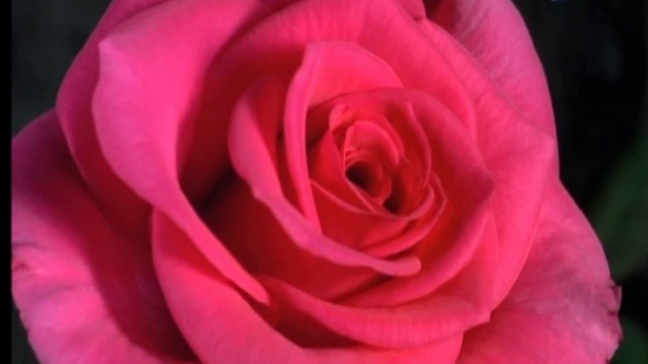flower red rose blooming - YouTube