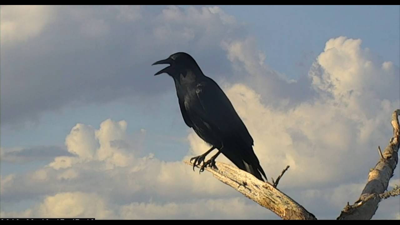 Barking dog? Nope it's a crow Video 2016 09 18 174813 - YouTube