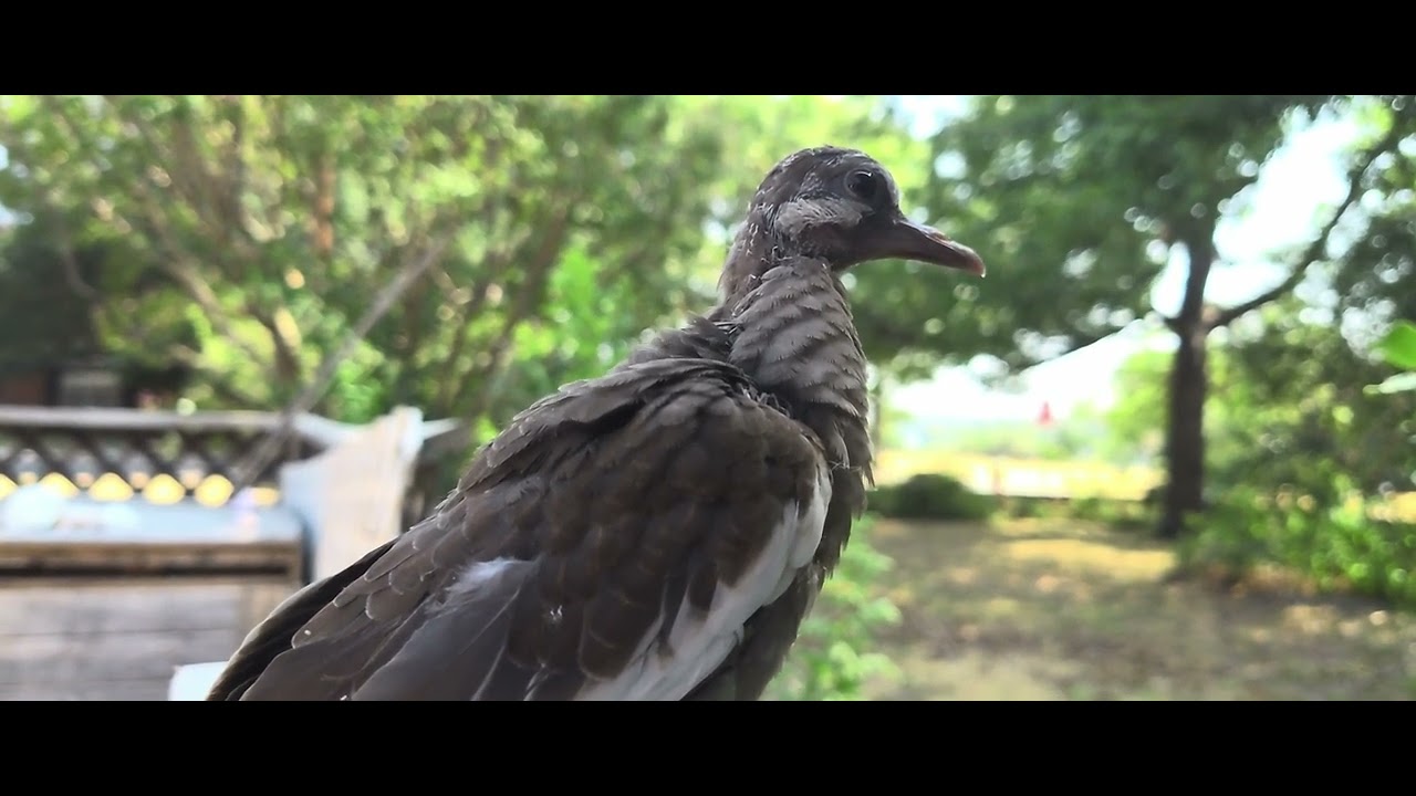traumatized bird that the cat dragged in. seriously - YouTube