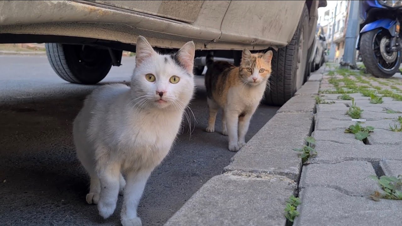 Wow, homeless cats living on the streets are incredibly cute. - YouTube