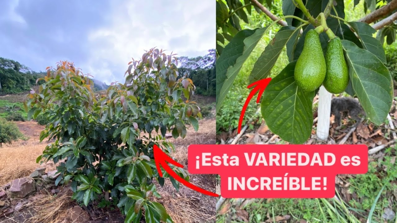 ¿QUÉ VARIEDADES DE PALTA TENGO? TE MUESTRO TODAS! 🥑 - YouTube