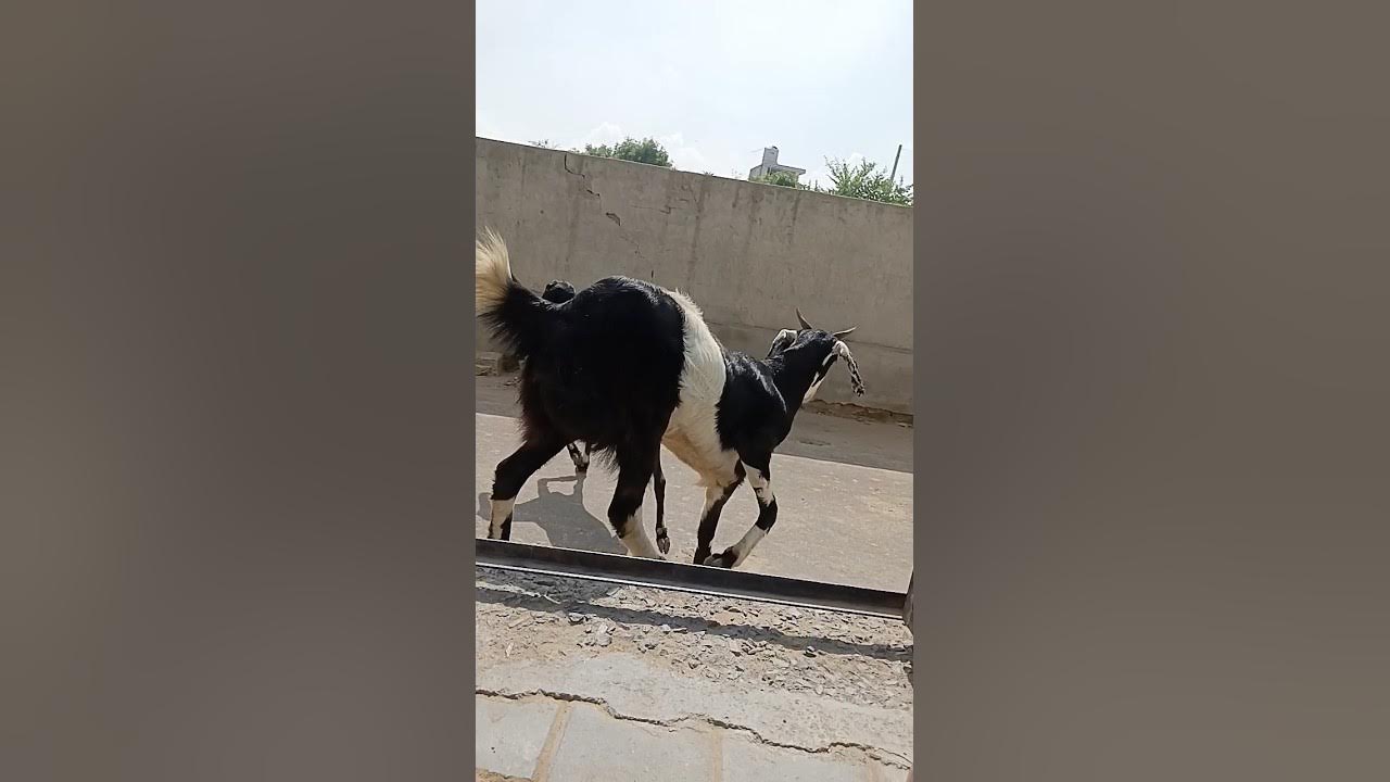 Go Goats 🐐🐐🐐🐐 - YouTube