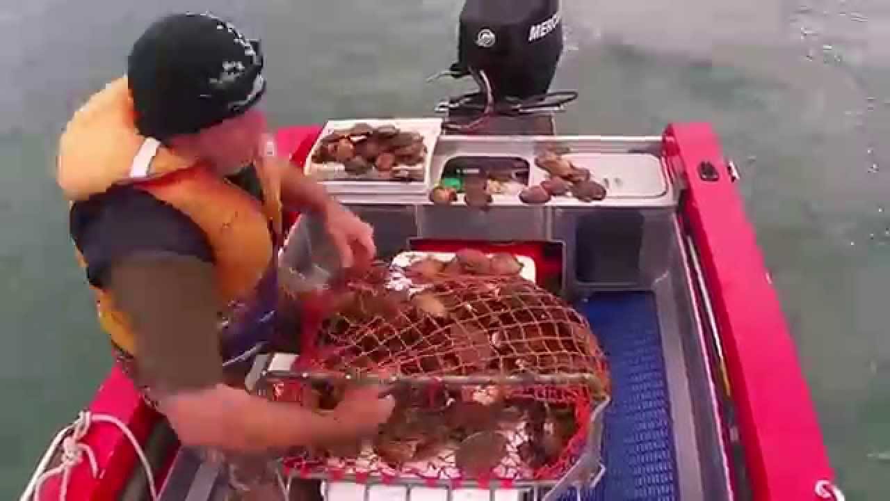 Hunting Scallop & Trevally on the Manukau mp4 - YouTube