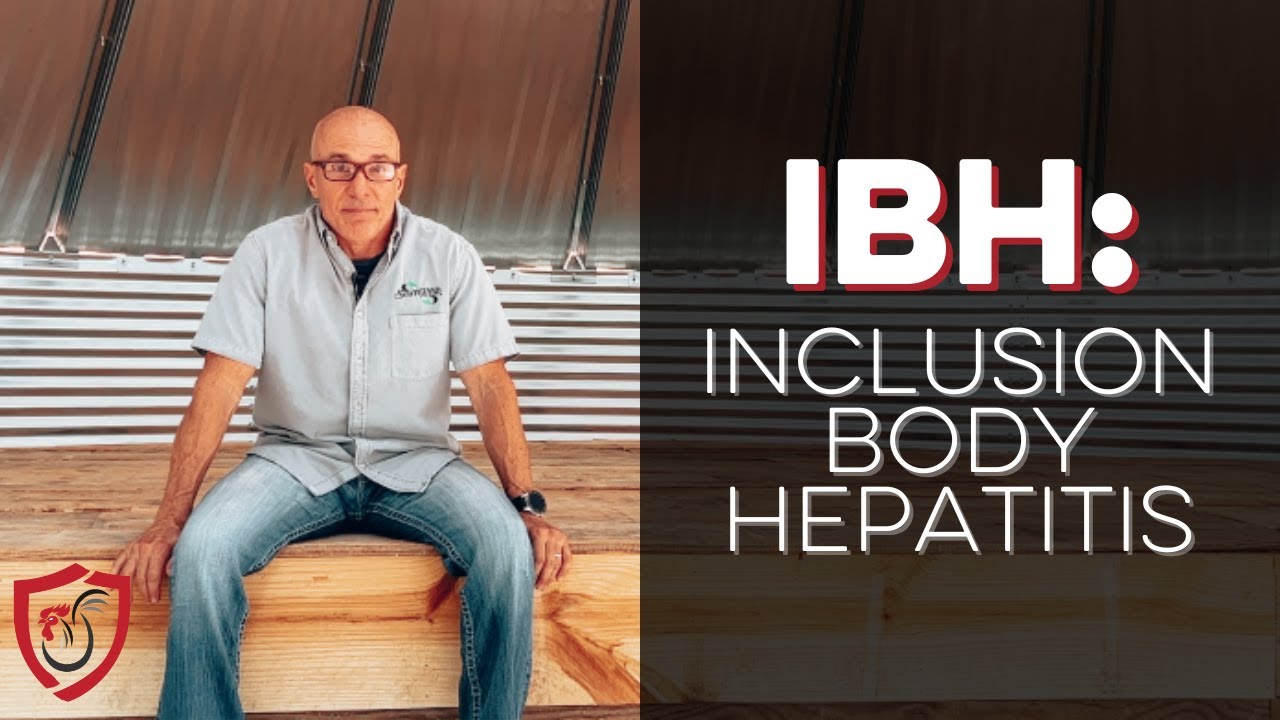 IBH in Poultry - YouTube