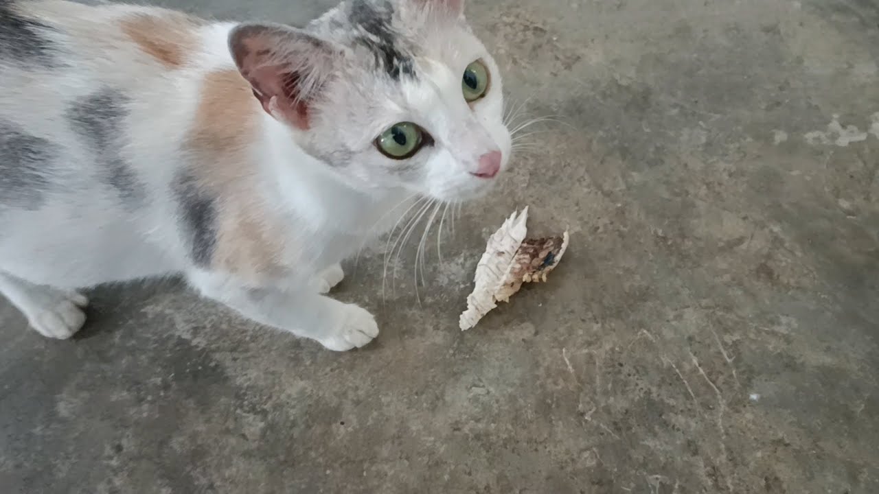 Kucing makan ikan bakar - YouTube