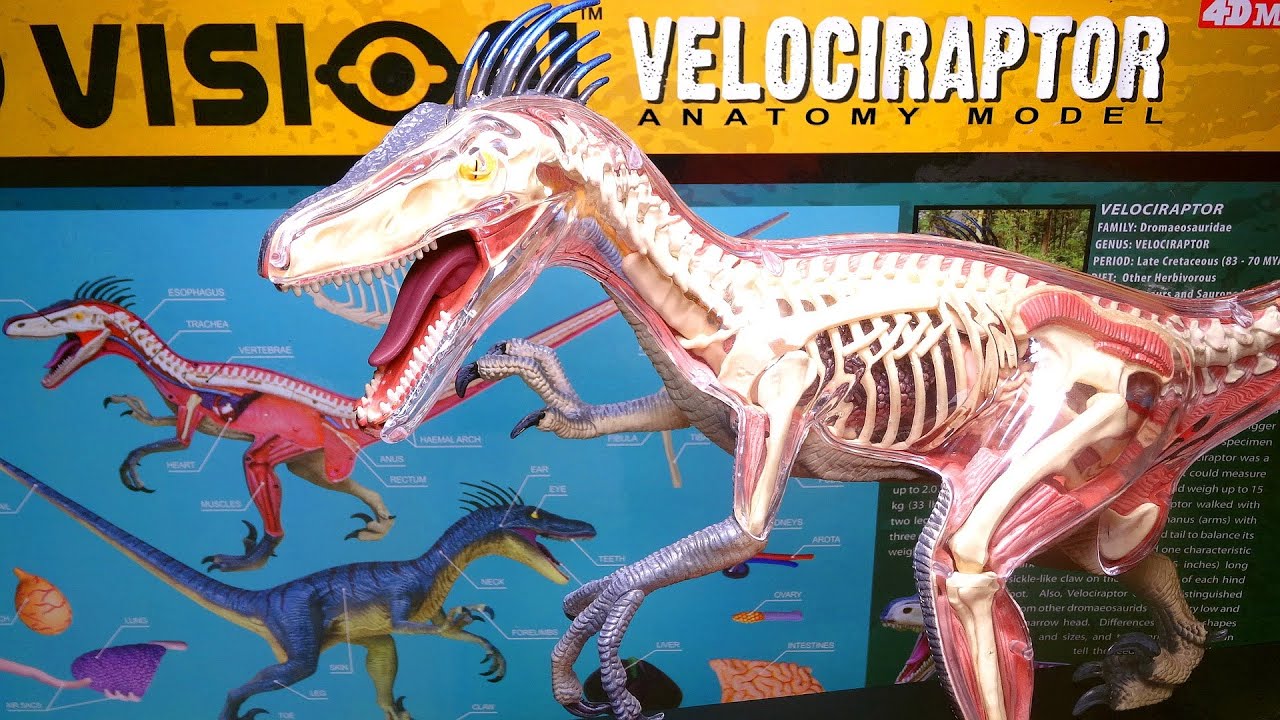 Building: 4D Vision VELOCIRAPTOR Anatomy Model Kit by 4D Master - YouTube
