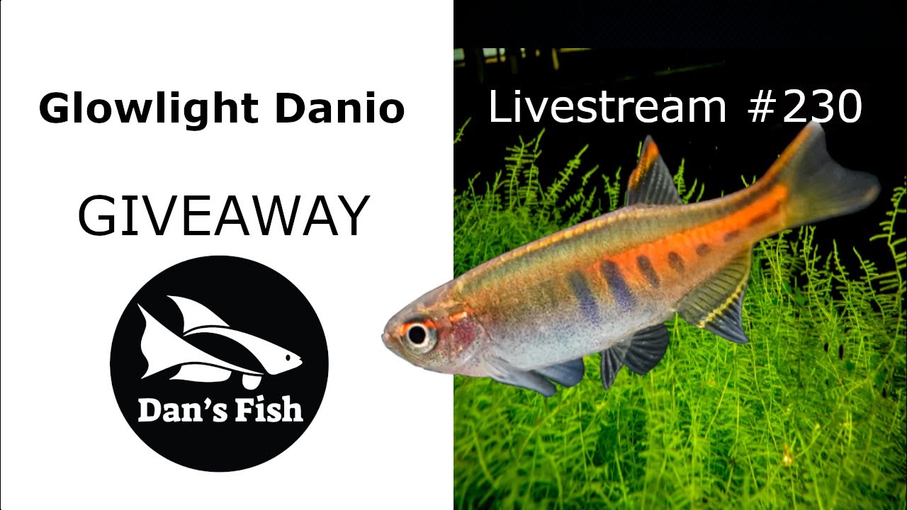 Glowlight Danio GIVEAWAY - Ep. 230 - YouTube