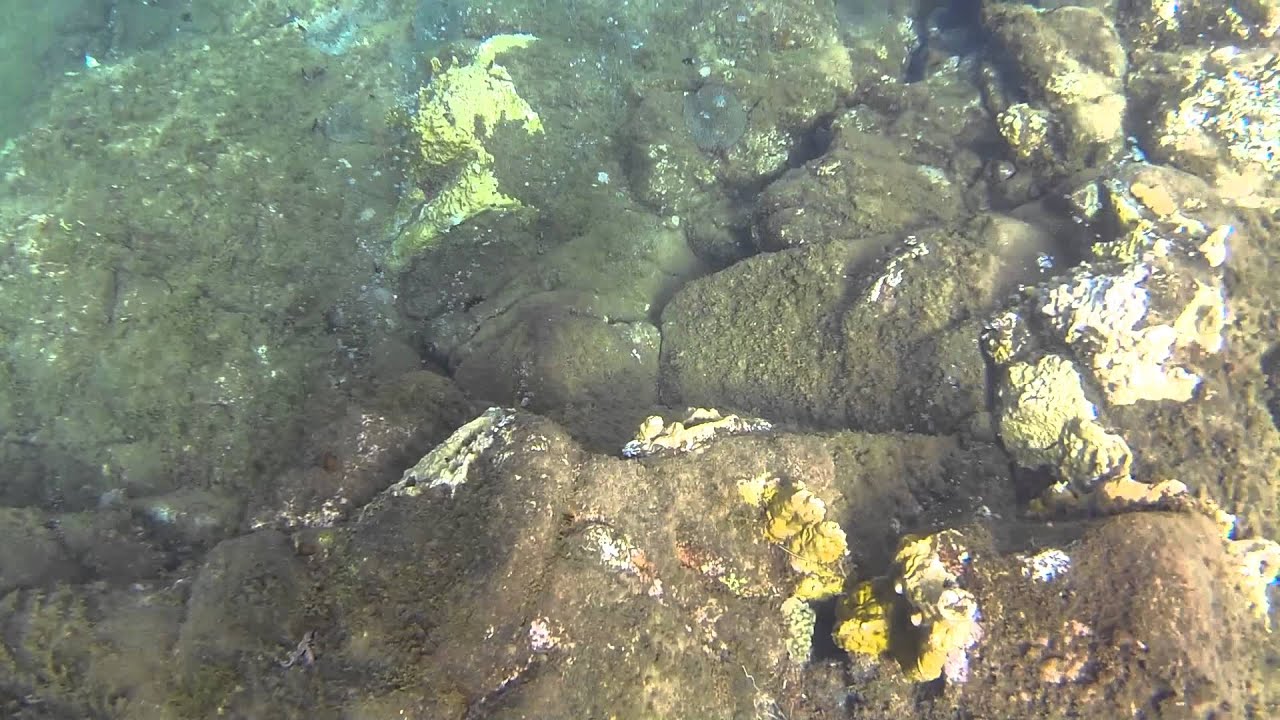 Dominica. Snorkeling Champagne Reef 2 - YouTube