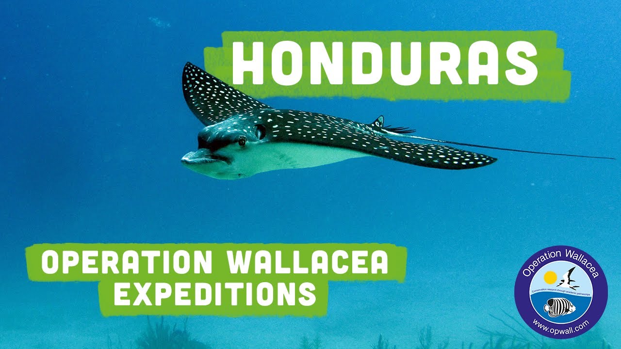 Operation Wallacea - Honduras Expeditions - YouTube