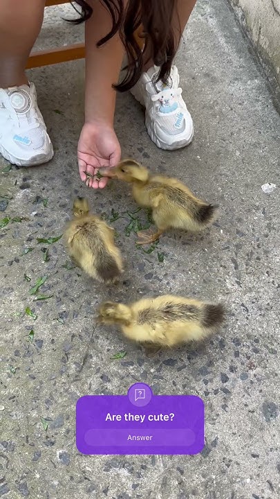 Feed the ducklings - YouTube