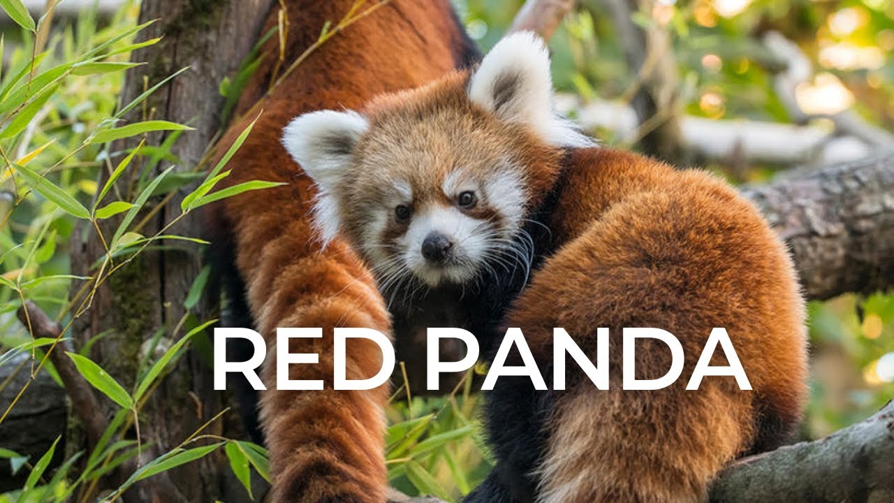 Discovering the Red Panda's Secret World | A Wildlife Documentary - YouTube