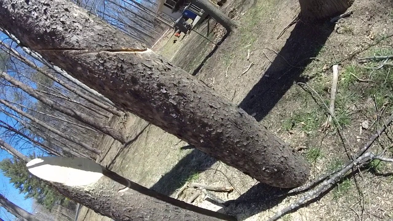 Lowering Down a Whole Pine Tree Part 1 - (2018) - YouTube