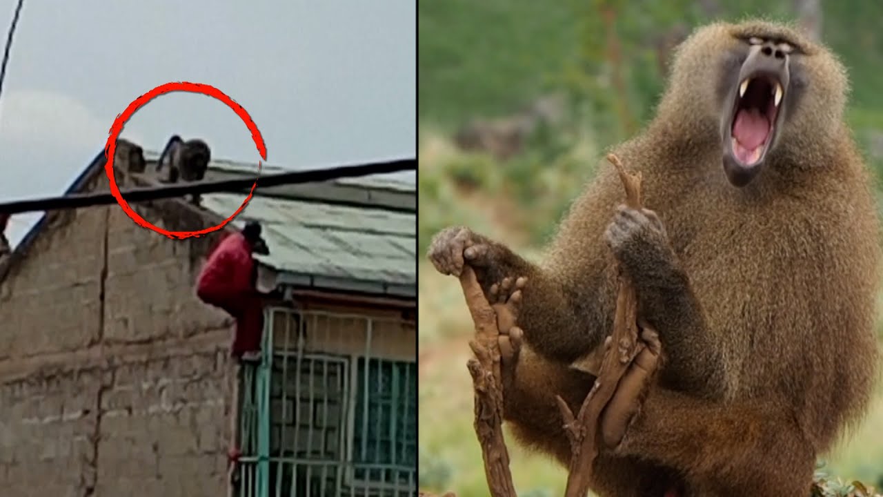 Mandrill Baboon Attack