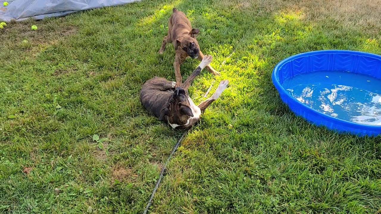 Buster and simba play - YouTube
