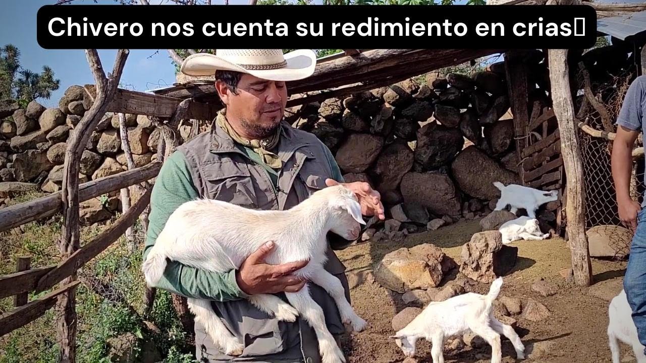 Chivero nos cuenta su rendimiento en crias🐐 - YouTube