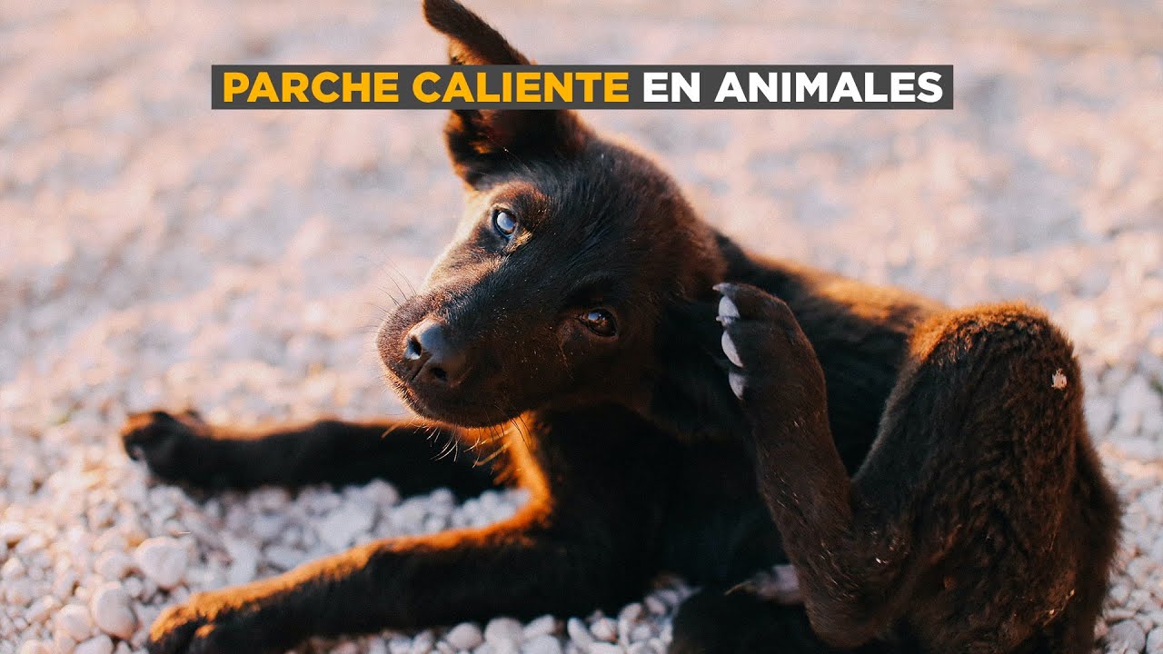 Cómo Tratar Un Punto Caliente En Mi Perro En Casa
