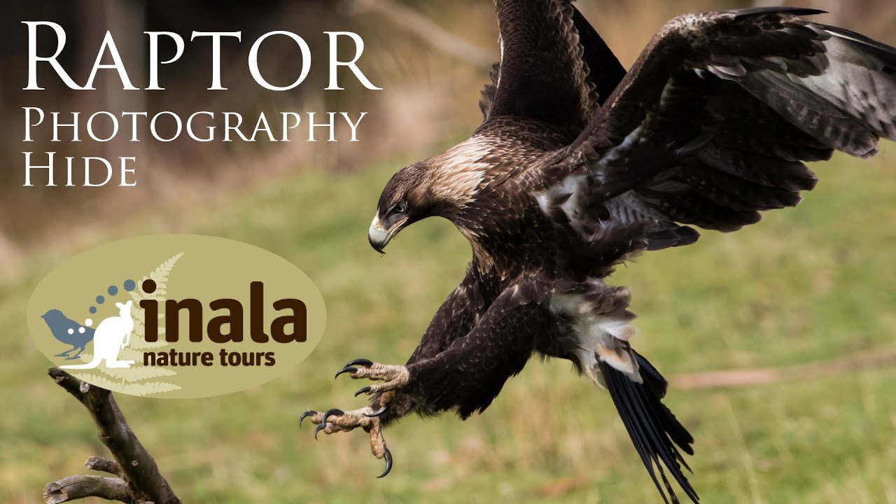 World Class Raptor Photography Hide At Inala Nature Tours In Tasmania ...